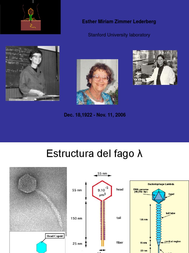 Clase Fago Lambda y Otros2 | PDF | Plásmido | Bacteriófago