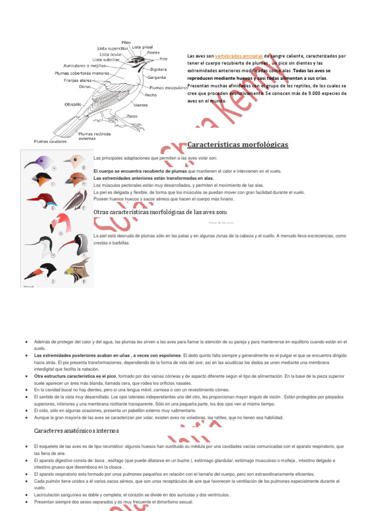 Paloma Castilla | PDF | Aves | Columbidae