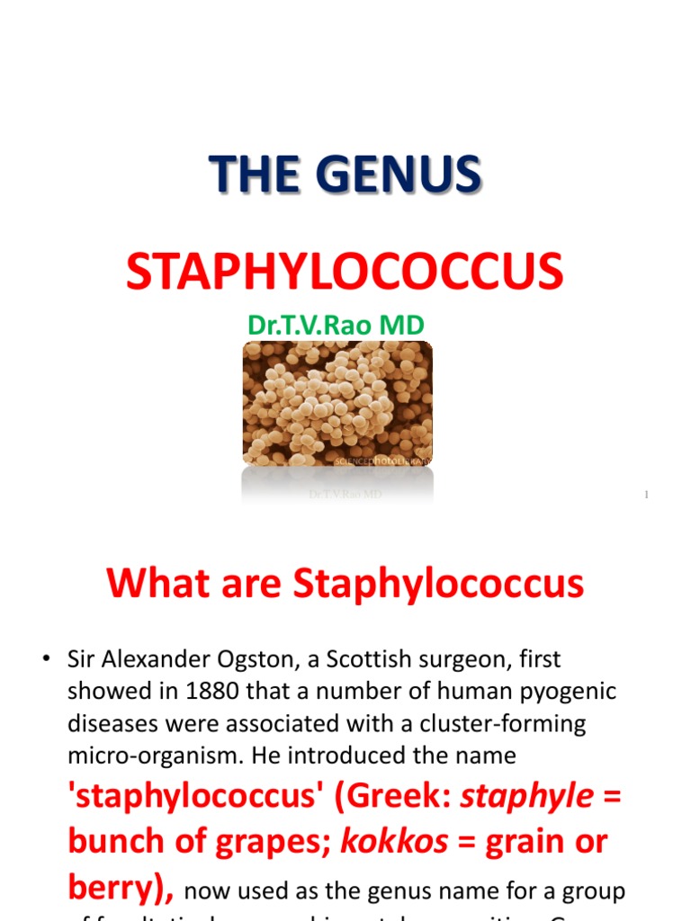 The GENUS Staphylococcus. | Staphylococcus | Staphylococcus Aureus