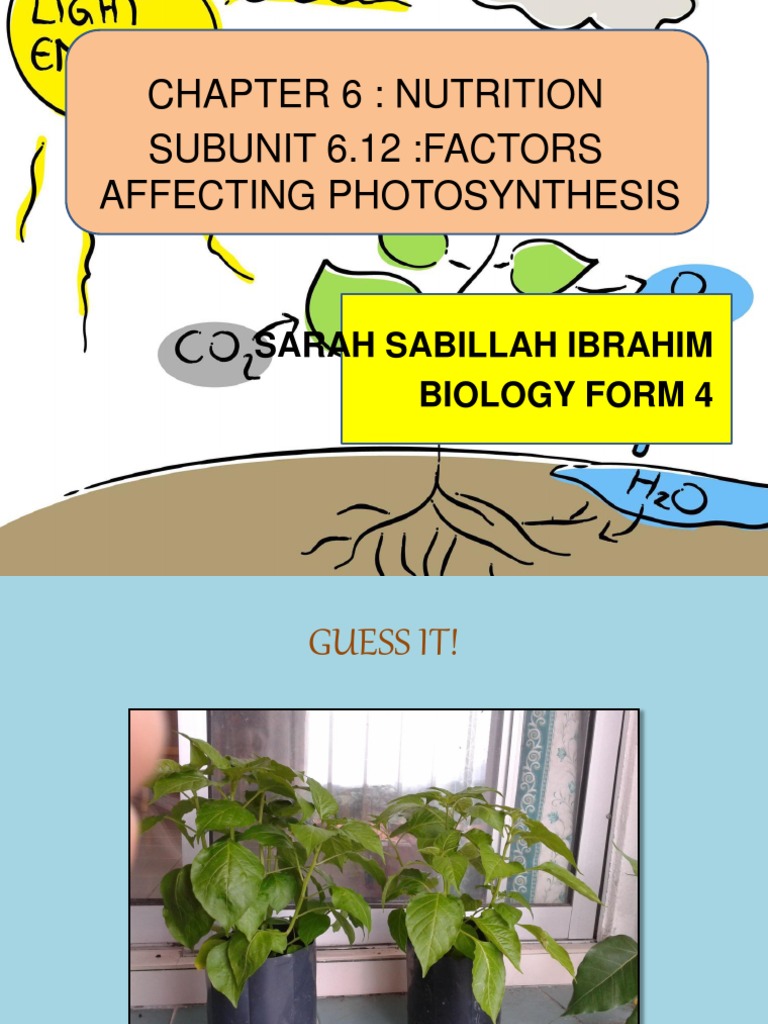The Factors Affecting Photosynthesis | Download Free PDF ... The Factors Affecting Photosynthesis | Download Free PDF ...