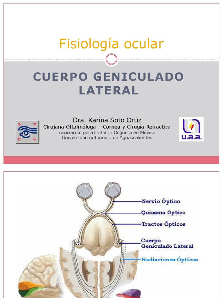 Cuerpo Geniculado Lateral | PDF | Percepción visual | Corteza visual