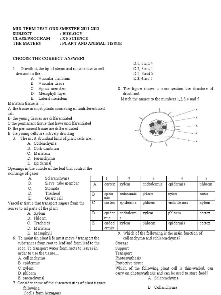 Plant and Animal Tissue Test | PDF | Tissue (Biology) | Plant Stem