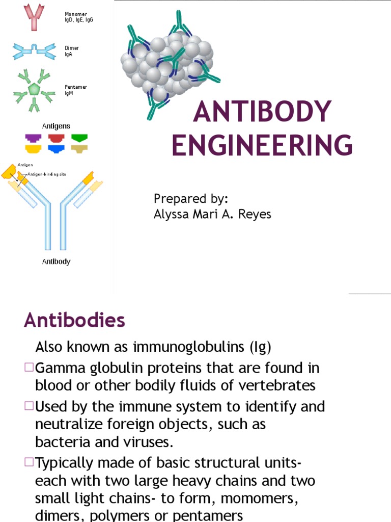 Overview of Antibody Engineering | PDF | Antibody | Antigen