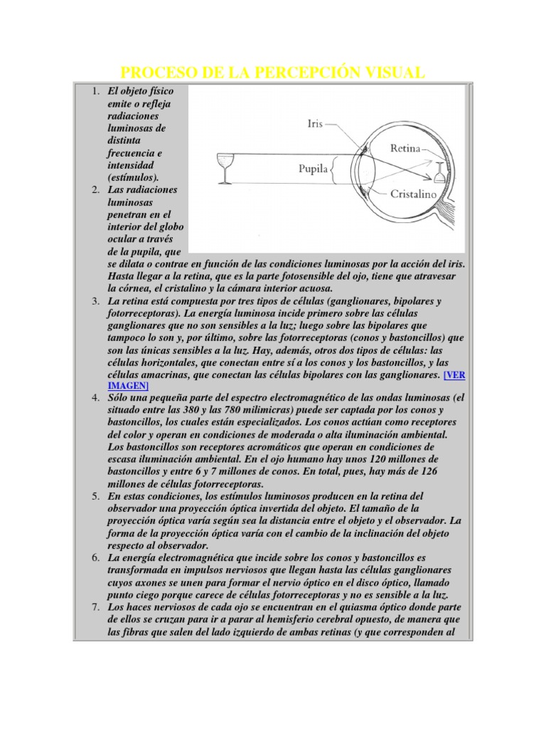 Proceso de La Percepción Visual | PDF | Percepción visual | Percepción