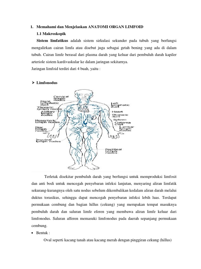 Memahami Dan Menjelaskan Anatomi Organ Limfoid | PDF
