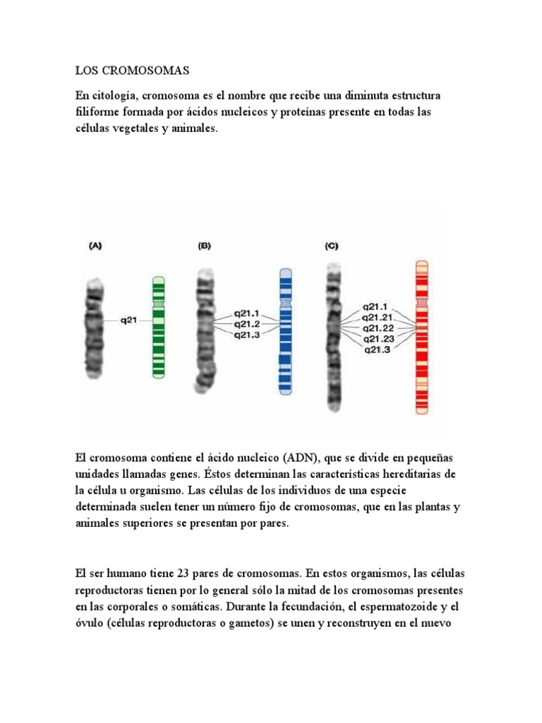Los Cromosomas | PDF | Cromosoma | Gene