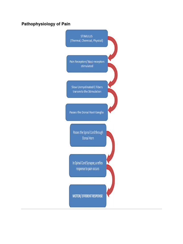 Pathophysiology of Pain | PDF | Pain | Spinal Cord