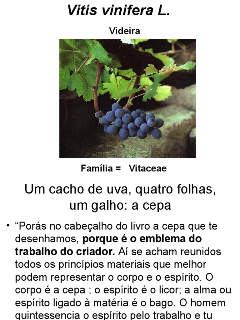 Vitis Vinifera Pdf Uva Vinhos