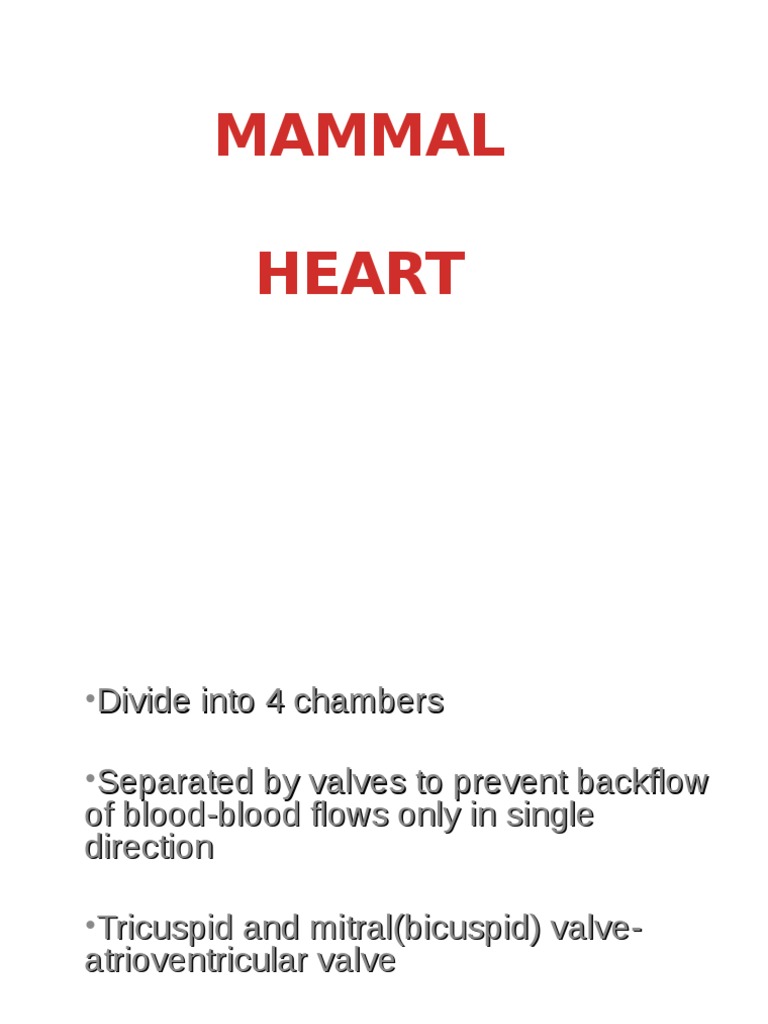 Heart | PDF | Atrium (Heart) | Heart Valve