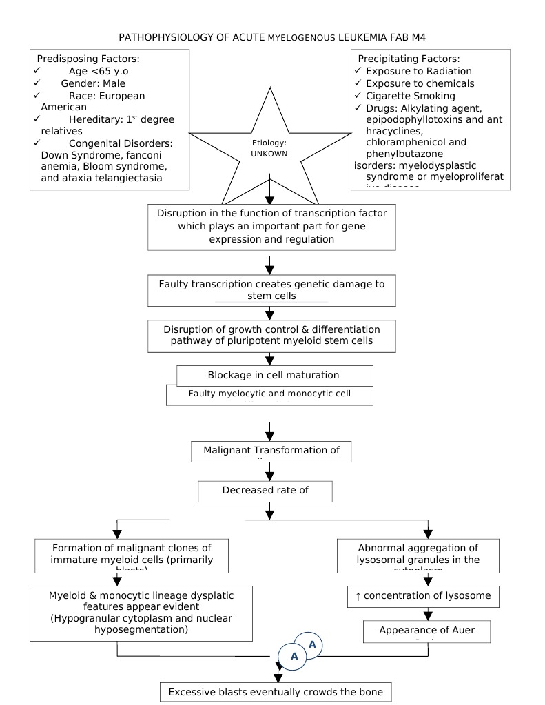 Pathophysiology of Acute Myelogenous Leukemia Fab m4 | PDF | Leukemia ...