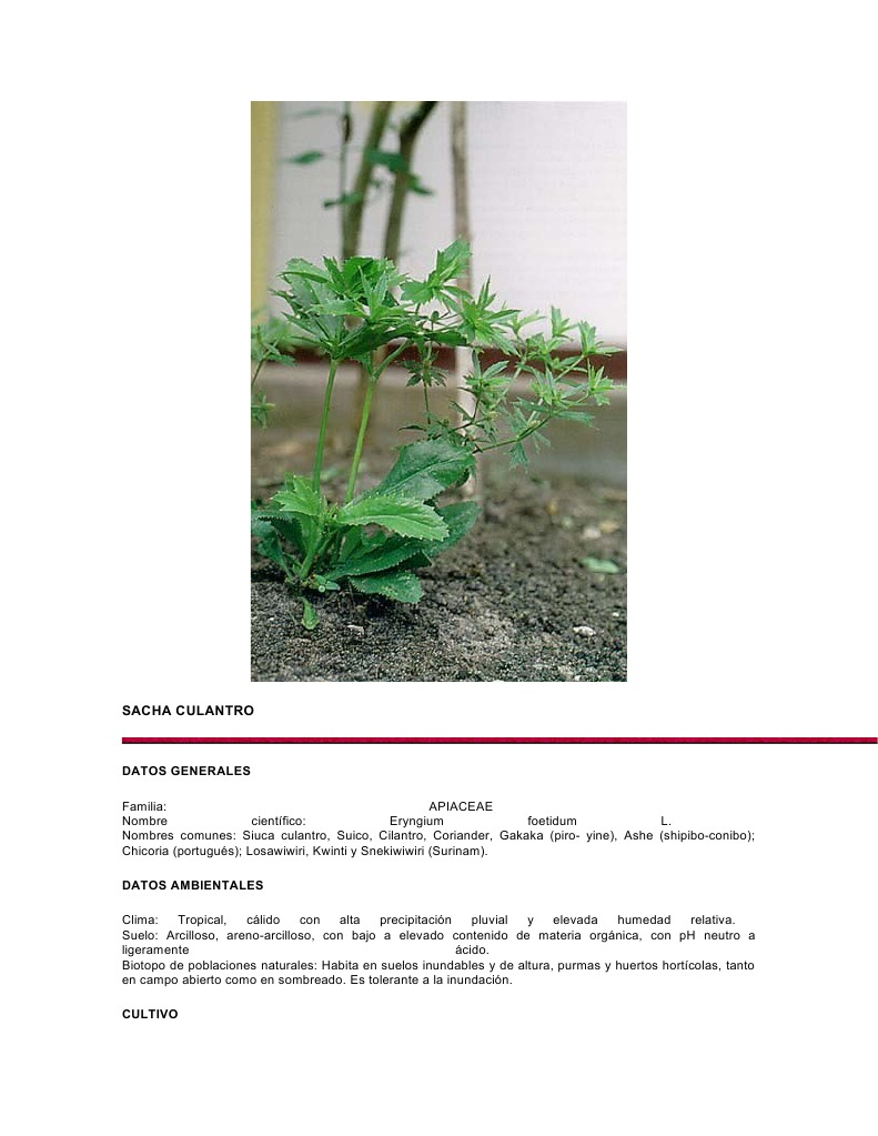 Sacha Culantro | Cilantro | Plantas