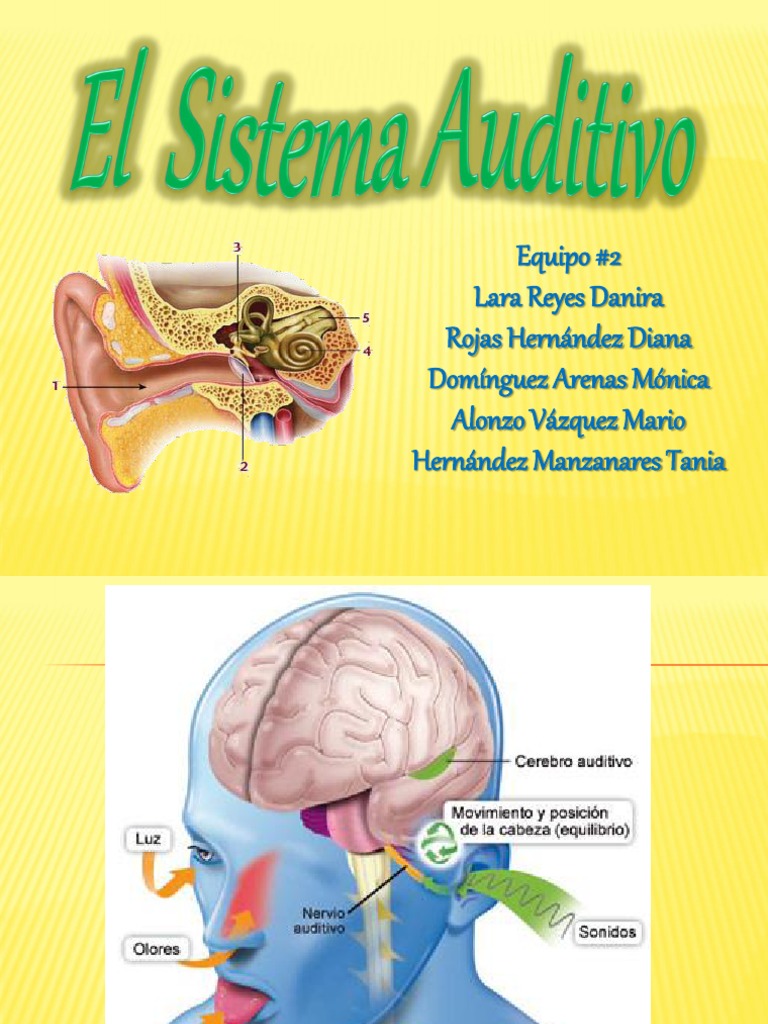 Proceso Del Sistema Auditivo | PDF