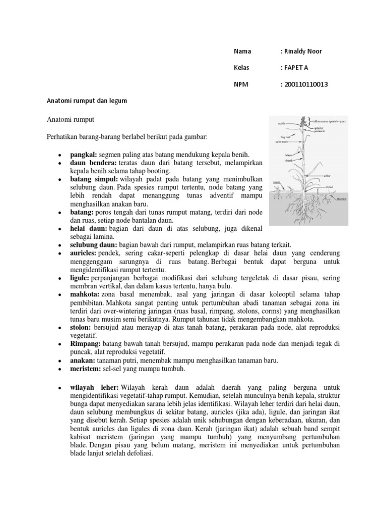 Anatomi Rumput dan Legum Terperinci | PDF