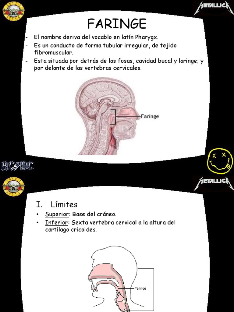 FARINGE y ESÓFAGO | Esophagus | Mucous Membrane
