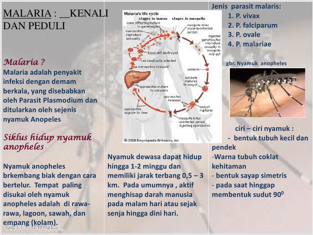 Leaflet Malaria | PDF