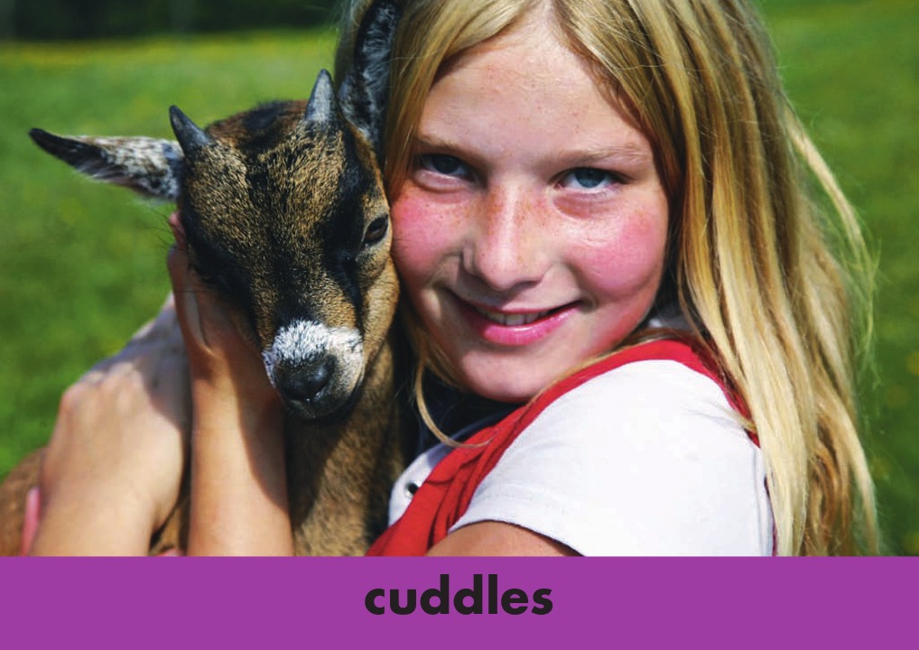 Penguin Chick Vocabulary Cards | PDF | Beak | Birds