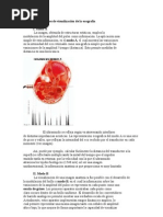 Terminología Específica de Ecografía | PDF | Ciencia y matemáticas ...