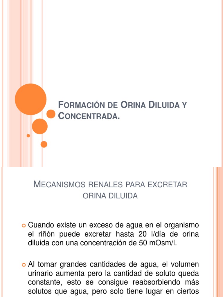FISIOLOGIa Formación de Orina Diluida y Concentrada | Orina | Riñón