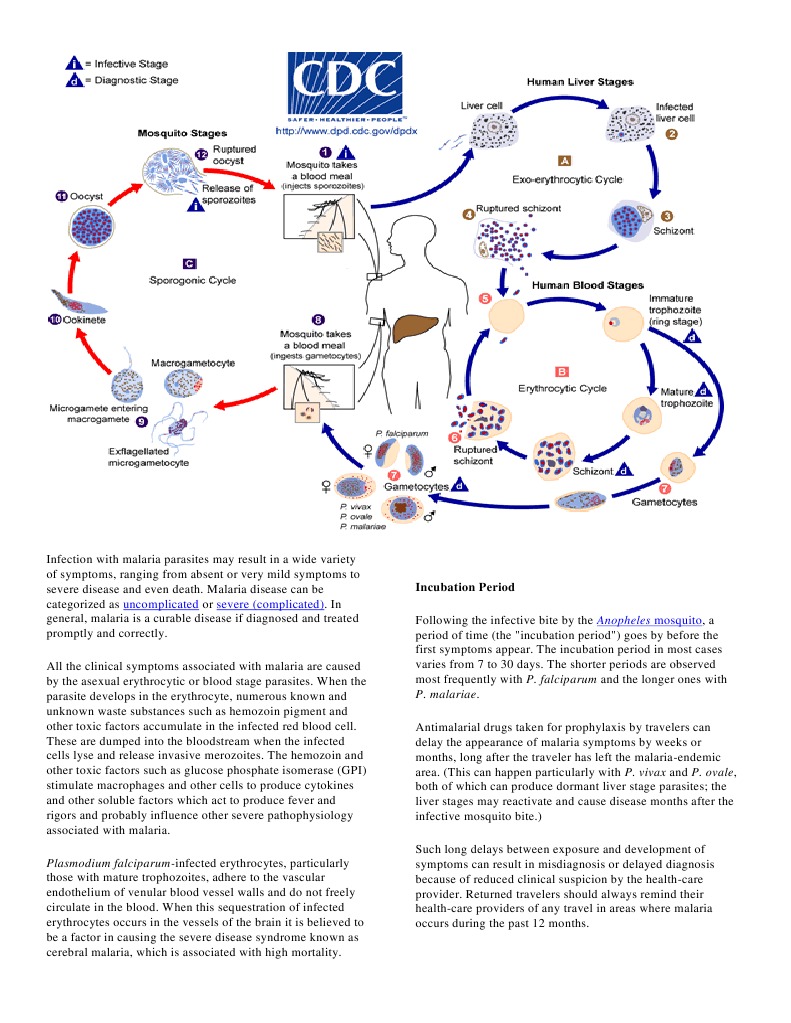 Malaria Symptoms | Malaria | Plasmodium Falciparum