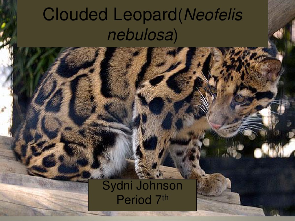 Clouded Leopard: Facts and Habitat | PDF
