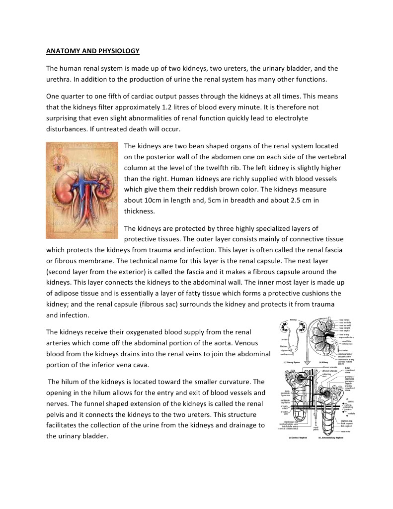 Anatomy and Physiology-Kidney | PDF | Kidney | Urinary System