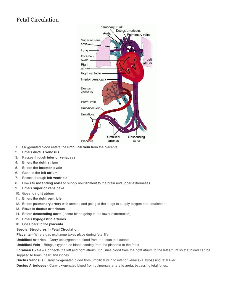 Fetal Circulation | Fetus | Atrium (Heart)