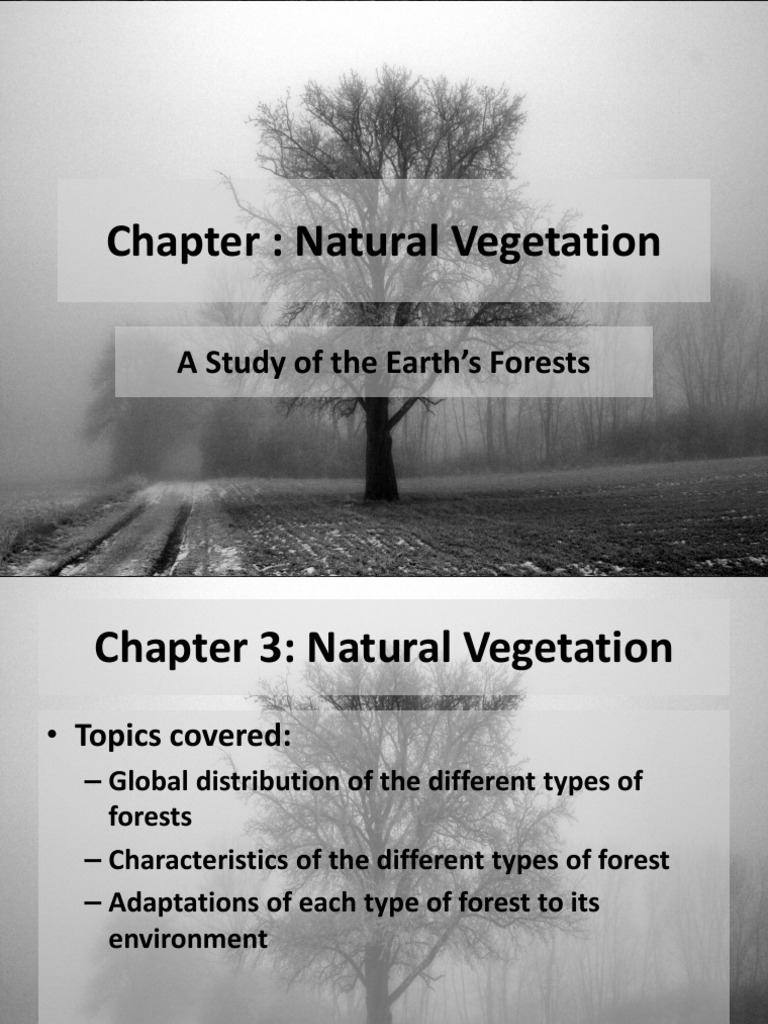 Understanding Natural Vegetation Types | PDF | Trees | Rainforest