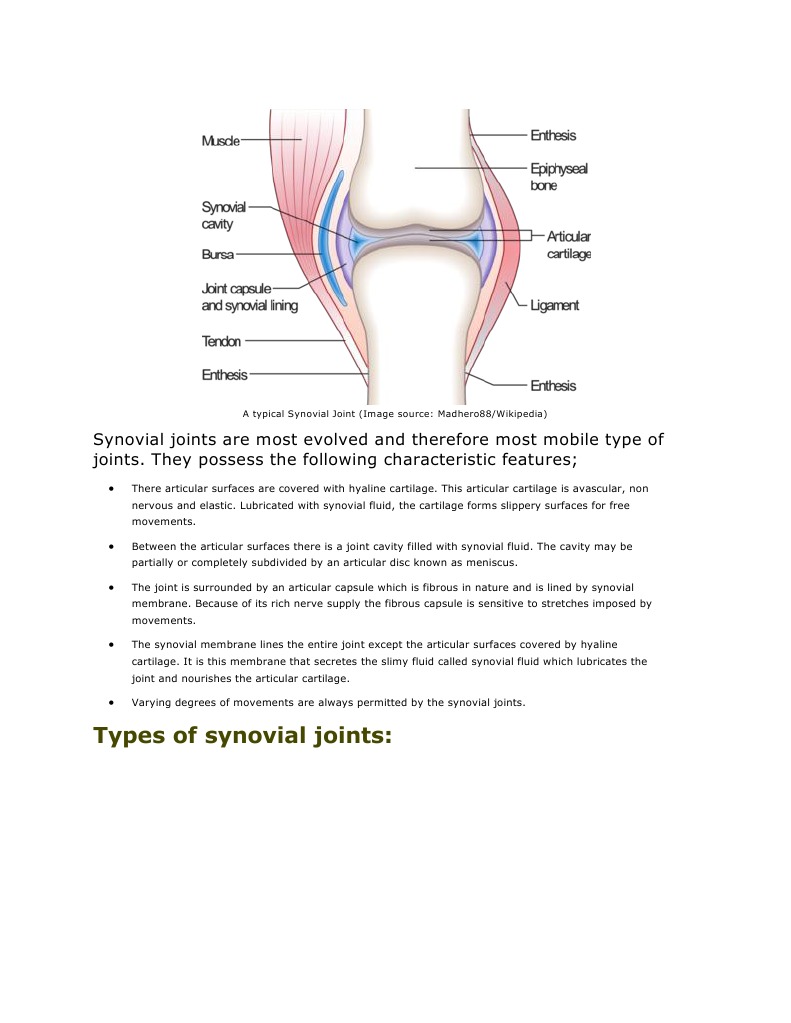 A Typical Synovial Joint | PDF | Anatomical Terms Of Motion | Joint