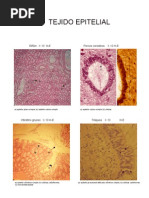 Condrogénesis y Crecimiento del Cartílago | PDF