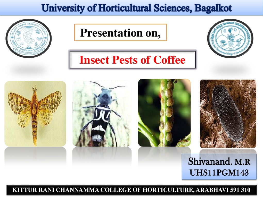 Cofee Pests Shivanand M. R | PDF | Lepidoptera | Insects