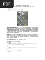Beneficios y usos de la curarina | PDF | Diálisis | Riñón