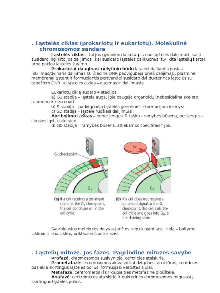 Ląstelės Ciklas | PDF