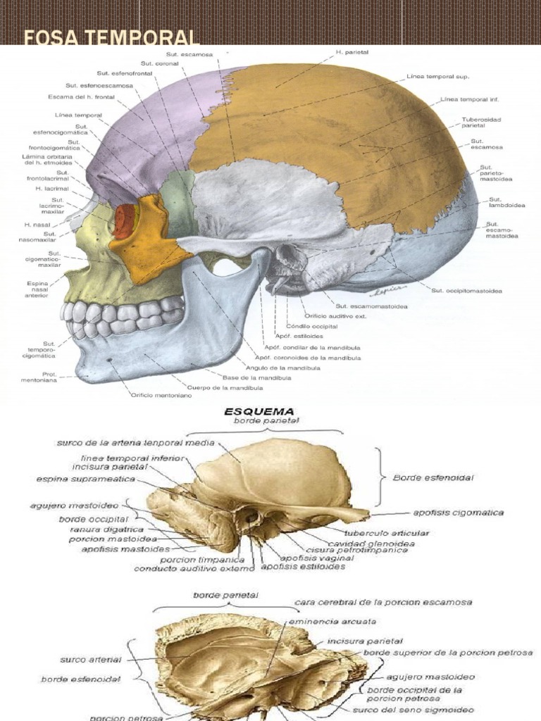 Fosa Temporal | PDF | Cráneo | Cabeza y cuello humanos
