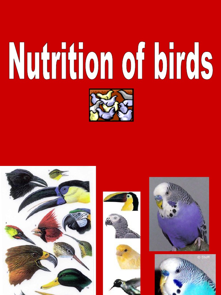 Bird Nutrition Lecture For Angel - Blank | PDF | Hawk | Birds