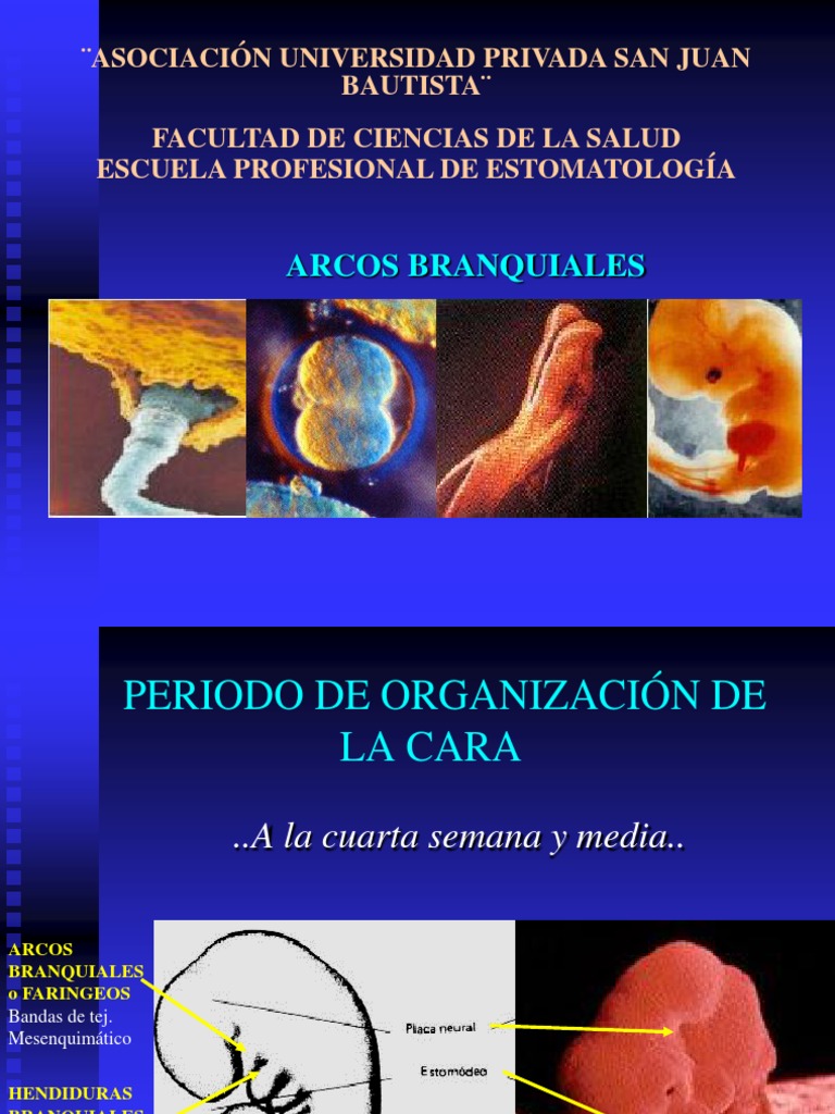 Arcos Branquiales | PDF | Cabeza y cuello humanos | Anatomía humana