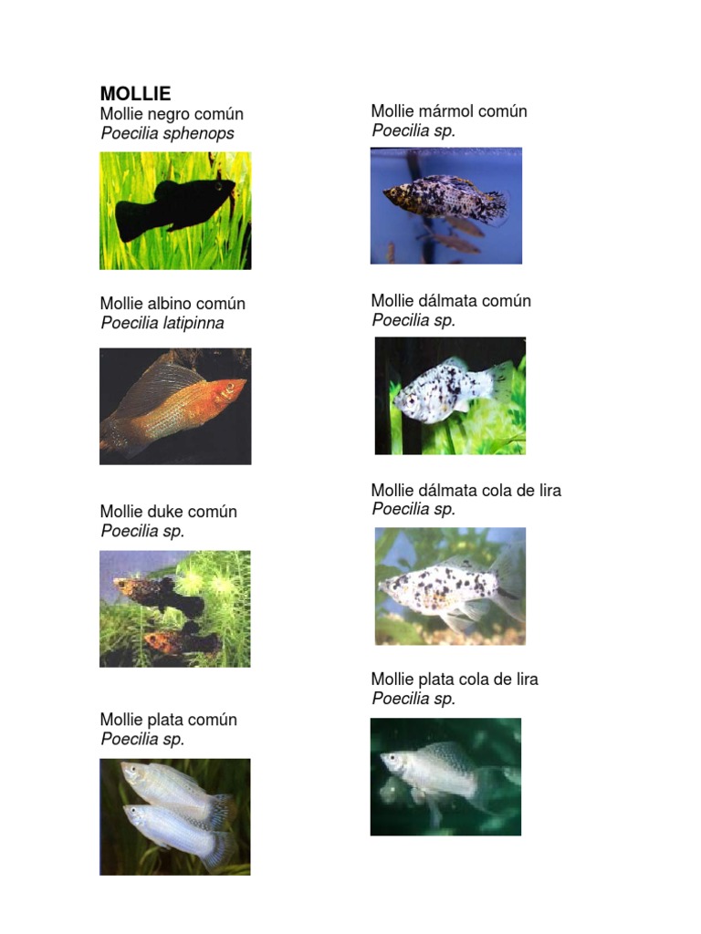 Lista de Peces Con Fotos y Nombre Cientifico | Vertebrados Acuáticos ...