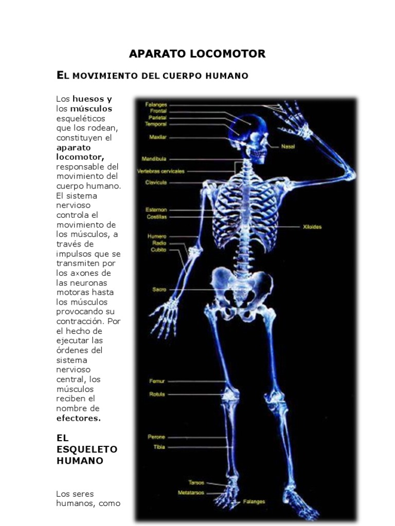 Aparato Locomotor El Movimiento Del Cuerpo Humano | Hueso | Músculo