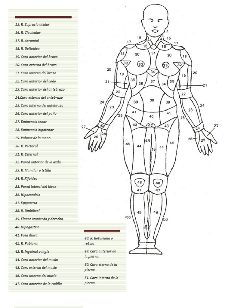 Regiones Del Cuerpo Humano | PDF