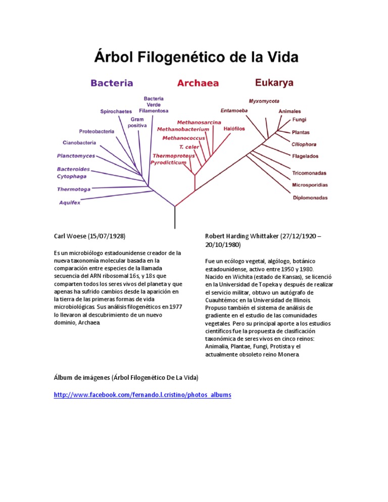 Arbol Filogenetico | PDF