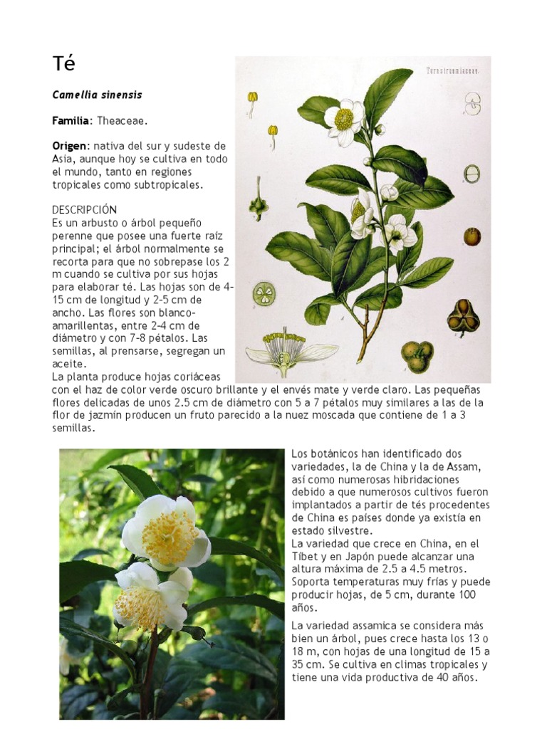 Camellia sinensis: Planta del té y sus usos | PDF | Té | Hoja
