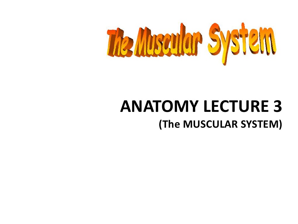 Muscular System Anatomy Overview | PDF | Soft Tissue | Nervous System