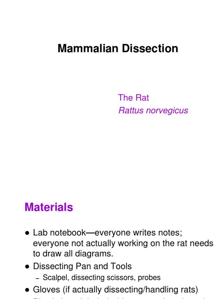 Mammalian Dissection: The Rat | Download Free PDF | Anatomical Terms Of ...