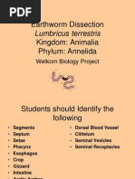 Kingdom Animalia - Phylum Summary Table | PDF | Gill | Zoology