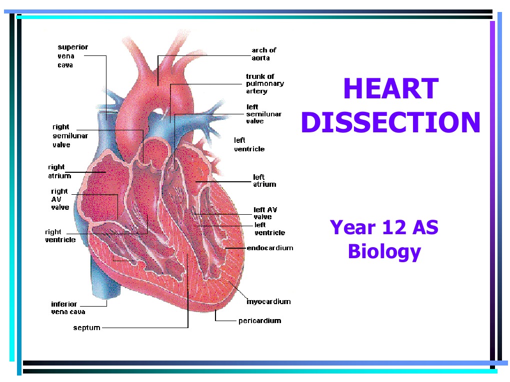 Heart Dissection Pig 