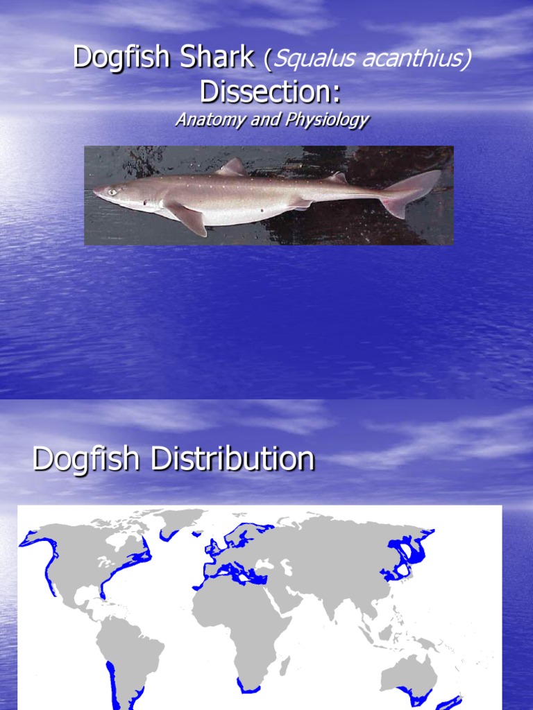 Dogfish Shark Dissection:: Squalus Acanthius) | PDF | Gill | Stomach