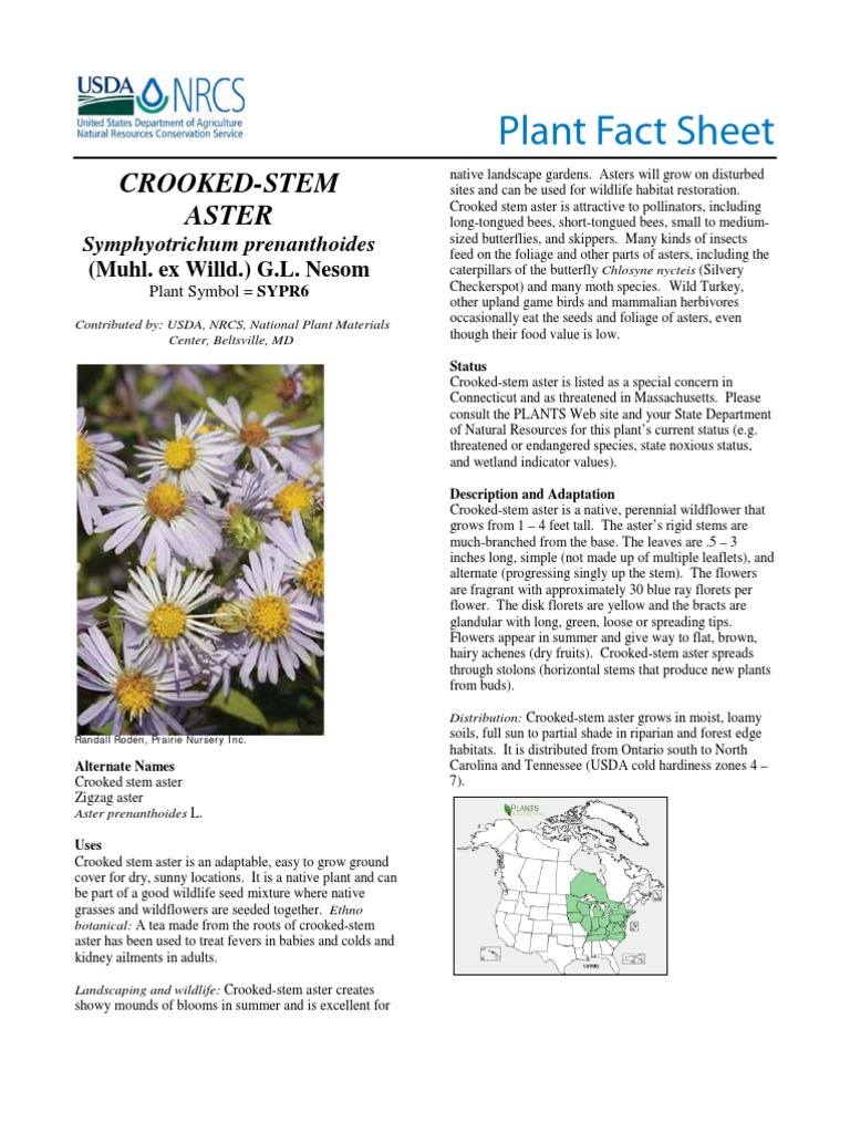 Crooked-Stem Aster Plant Guide | PDF | Seed | Horticulture And Gardening