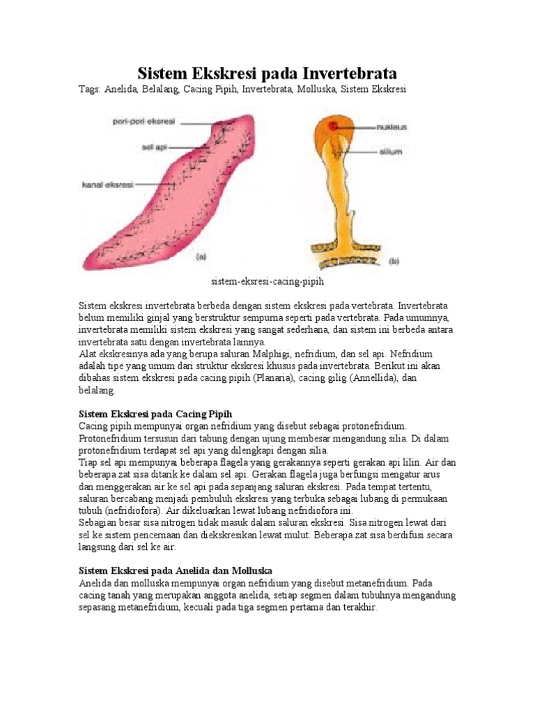 Siste Me KSK Resi Pad A in Vertebra Ta | PDF | Ilmu Sosial | Sains & Matematika