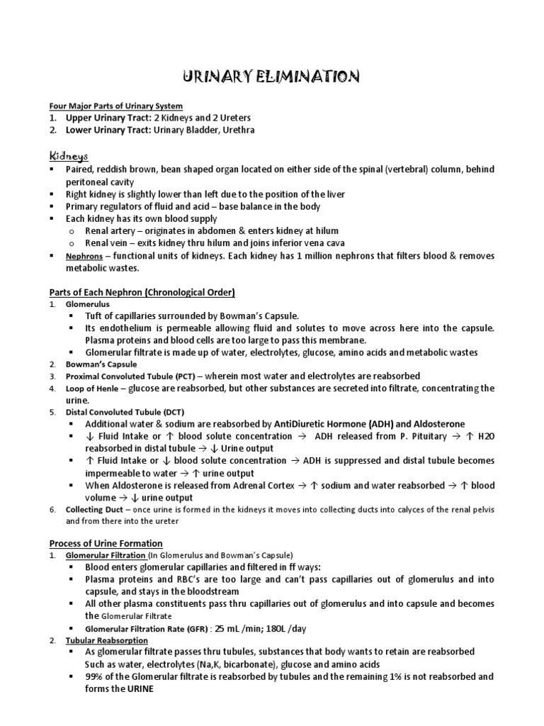 Urinary Elimination: Four Major Parts of Urinary System | PDF | Urinary ...