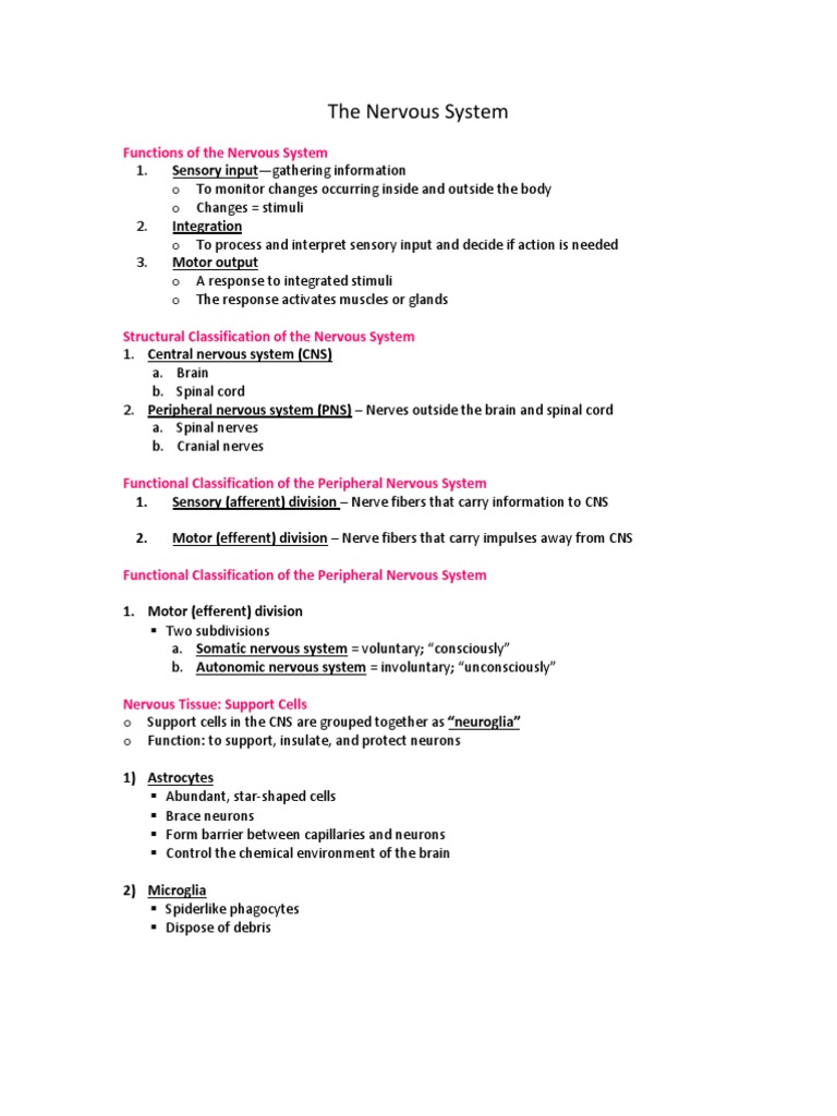 Nervous System | PDF | Neuron | Central Nervous System