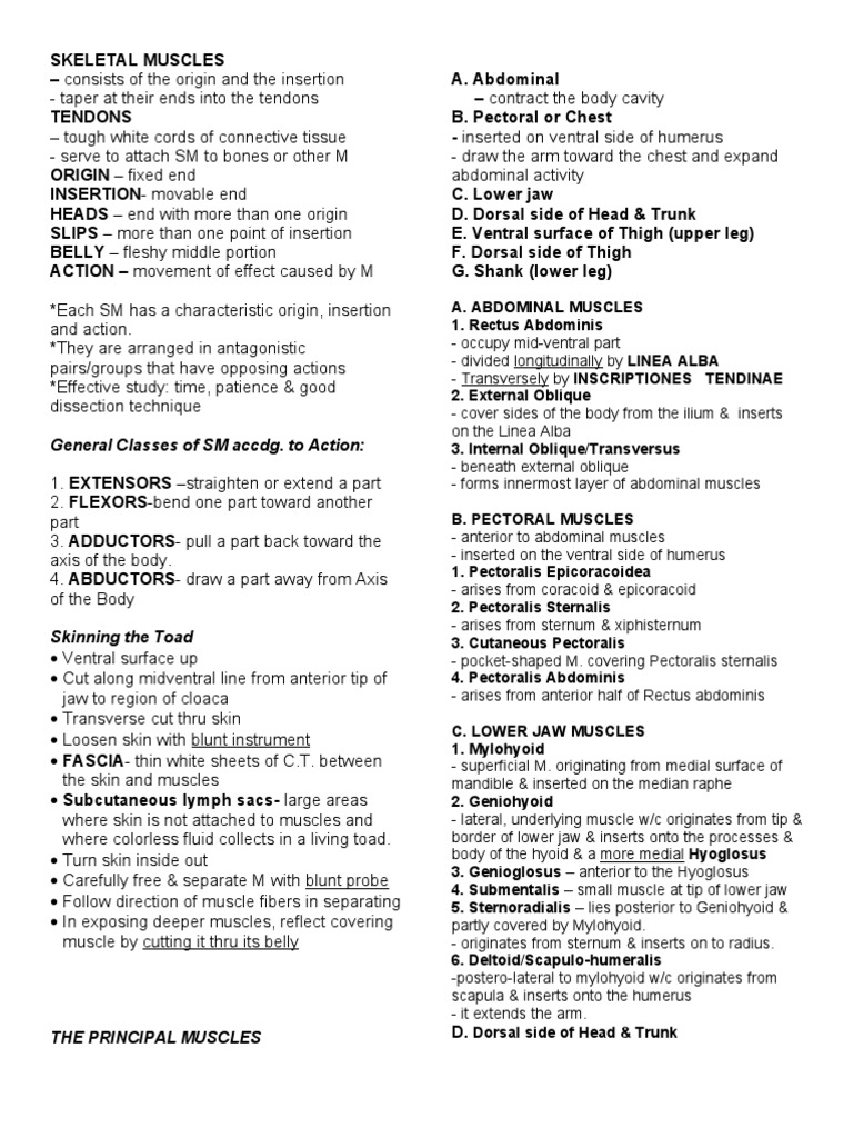 Skeletal Muscles of A Toad/Frog | PDF | Human Leg | Abdomen